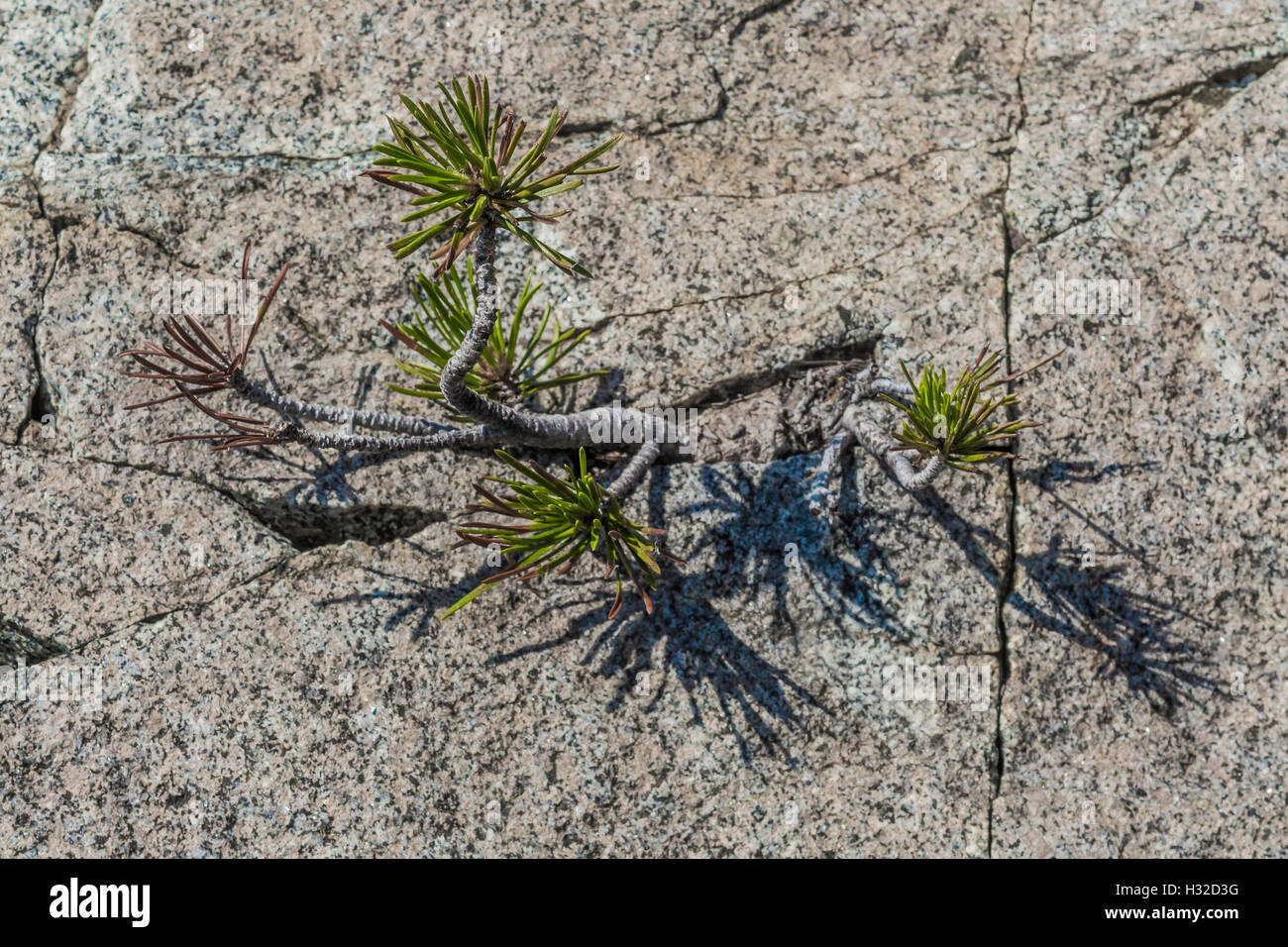 Tree growing from crack in the rock hi-res stock photography and images ...