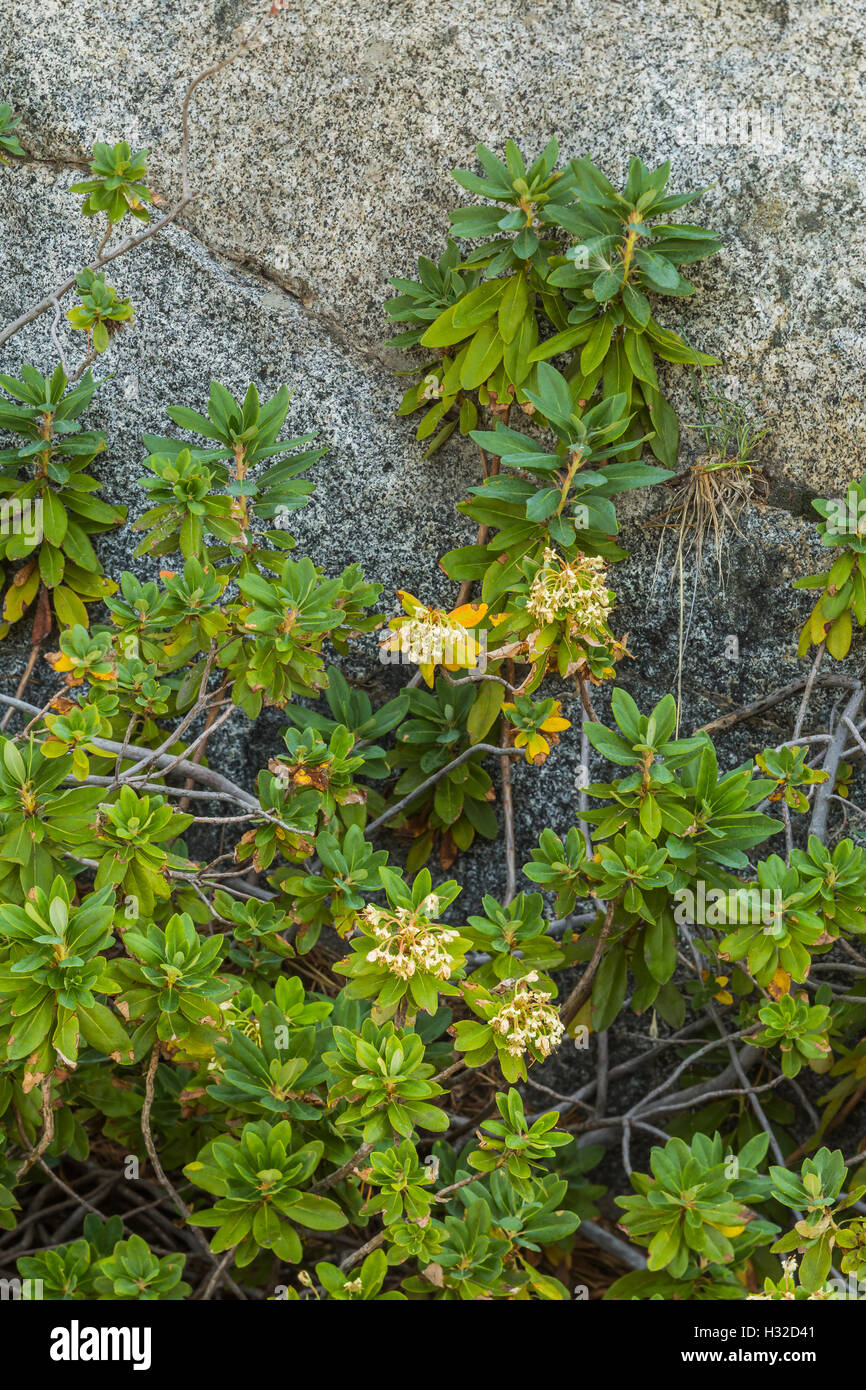 Western Labrador Tea, Rhododendron columbianum, Desolation Wilderness ...
