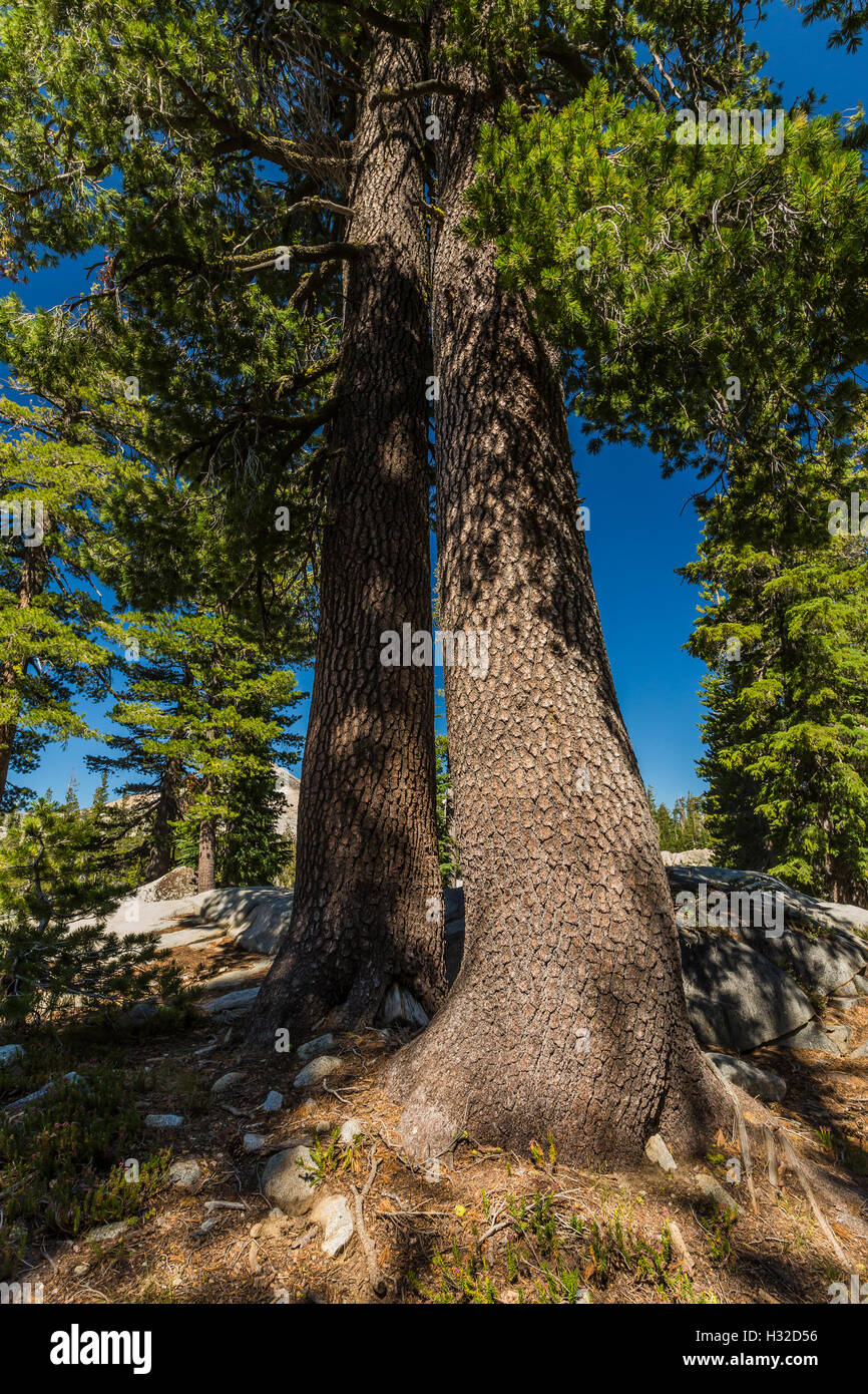 Western white pine pinus monticola hi-res stock photography and images ...