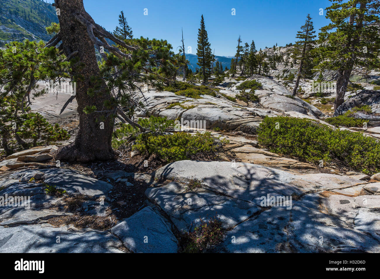 Granite with Lodgepole Pine, Pinus contorta, near Ropi Lake, Desolation ...