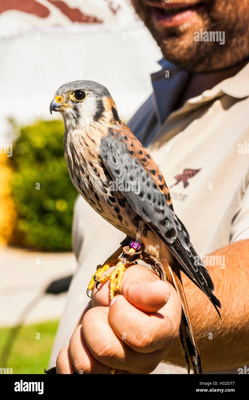 Man training hawk hi-res stock photography and images - Alamy