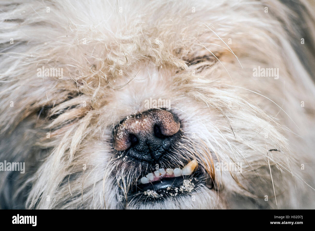 Strange teeth hi-res stock photography and images - Alamy