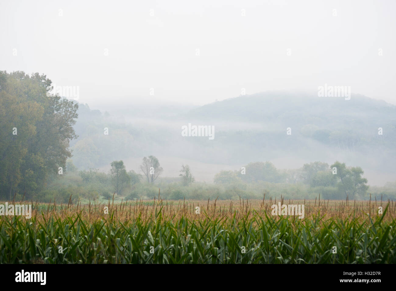 Corn field with hills in background in the fog Stock Photo - Alamy