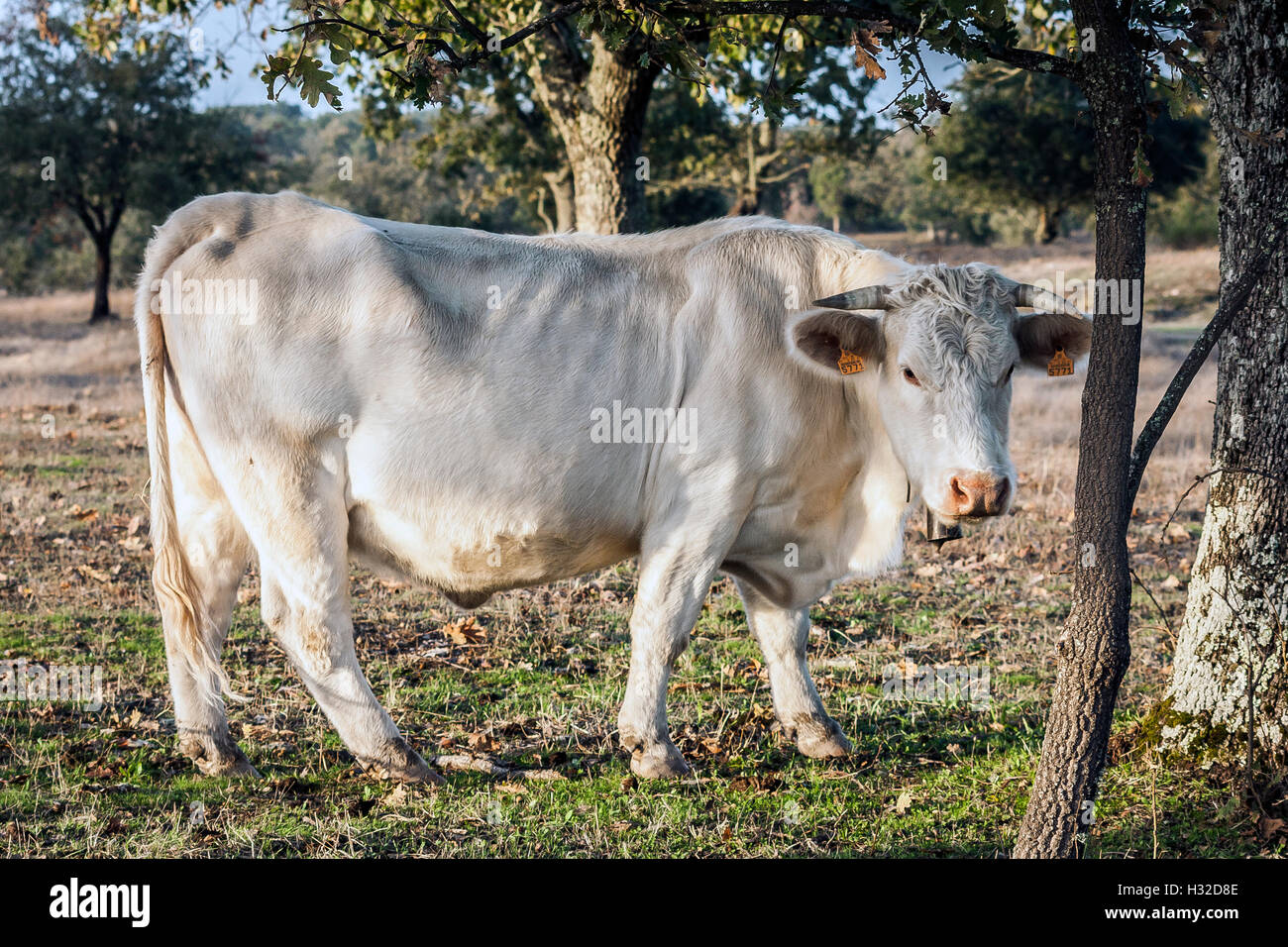 Cow oak hi-res stock photography and images - Alamy