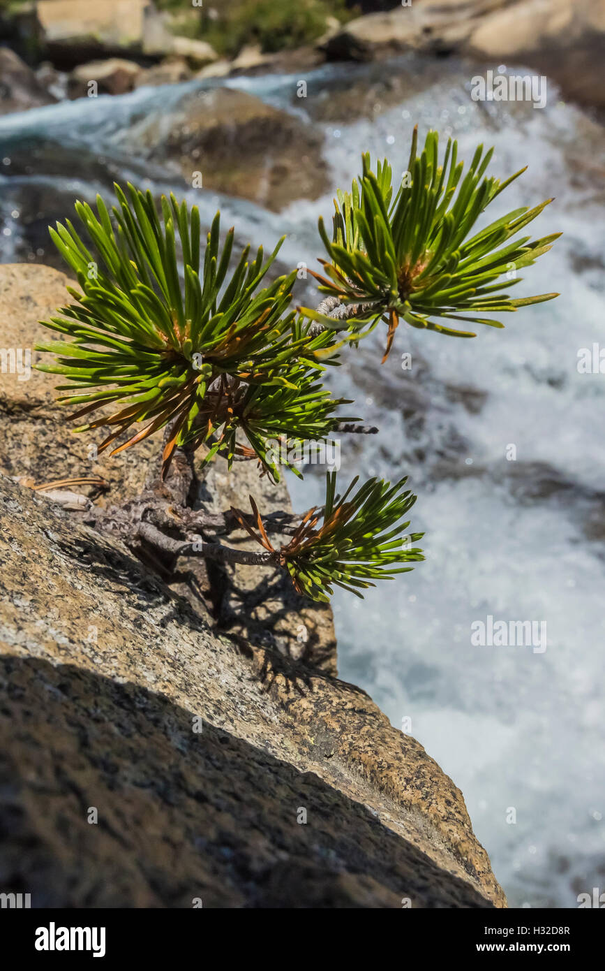 Lodgepole Pine, Pinus contorta, Horsetail Falls along Pyramid Creek in ...