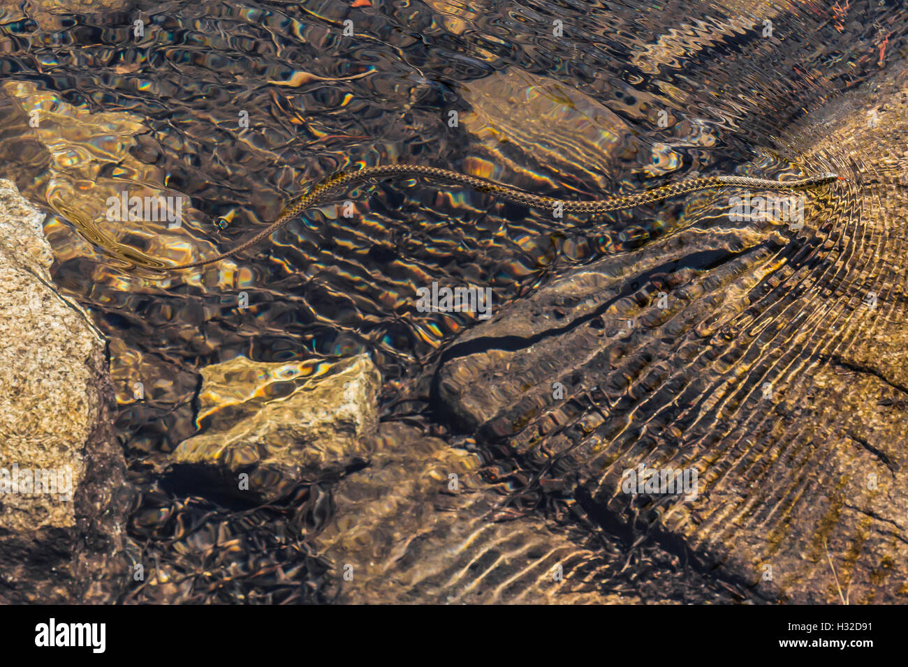 Sierra Garter Snake, Thamnophis couchii, a semi-aquatic snake along ...