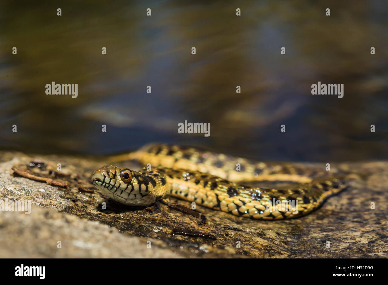 Sierra Garter Snake, Thamnophis couchii, a semi-aquatic snake along ...