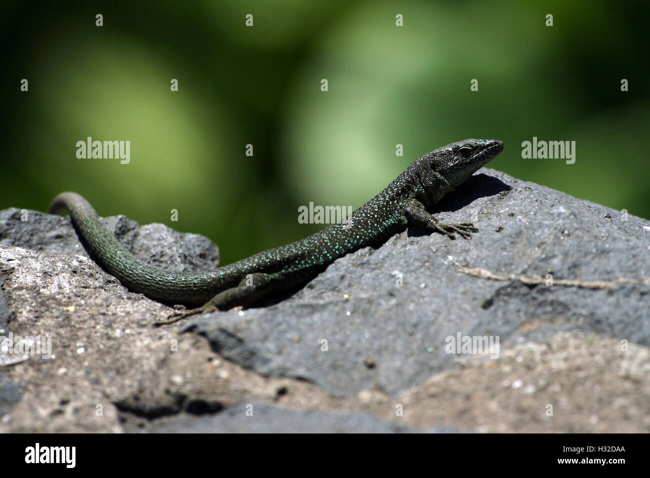 Madeiran lizard hi-res stock photography and images - Alamy