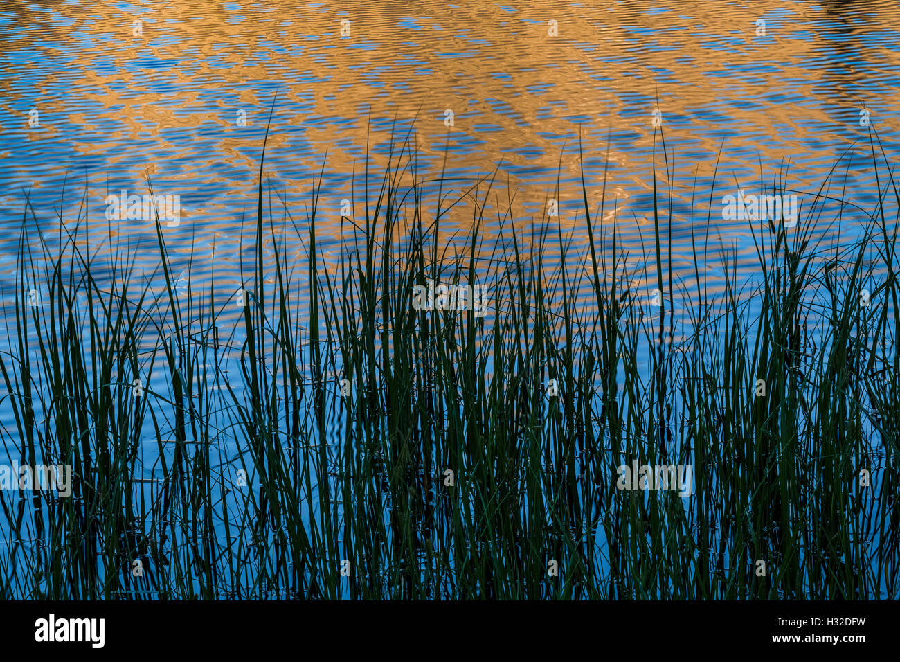 Sedges in morning light along the shore of Ropi Lake, Desolation ...