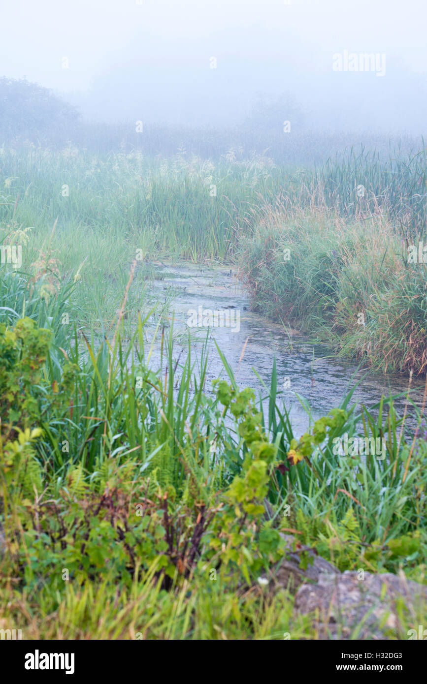 Stream with weeds in the fog Stock Photo - Alamy