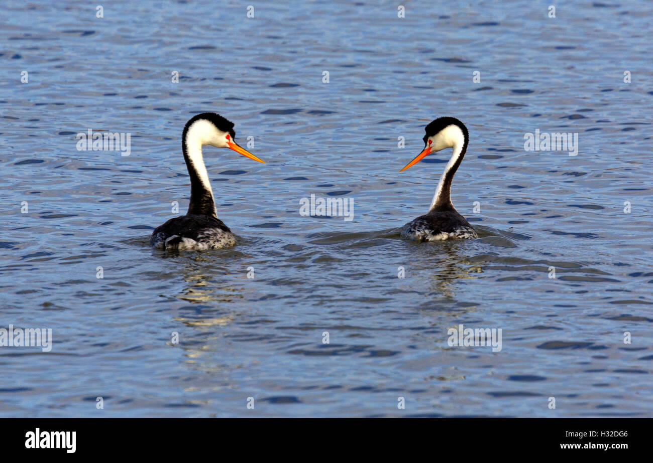 Two Clark's Grebes (Aechmophorus clarkii) perform a mating dance in the ...