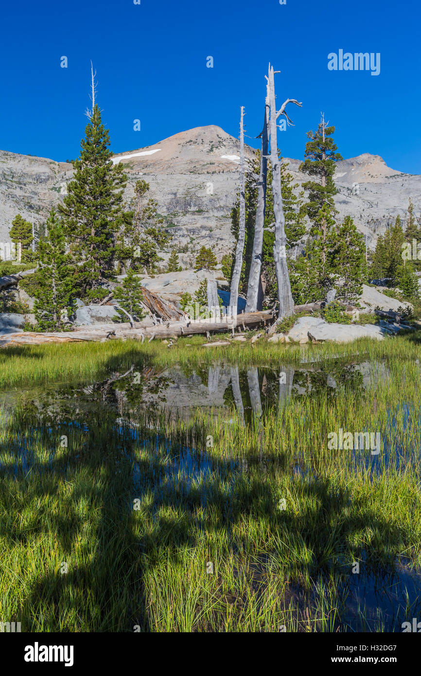 Wet meadow with sedges along Ropi Lake in the Desolation Wilderness ...