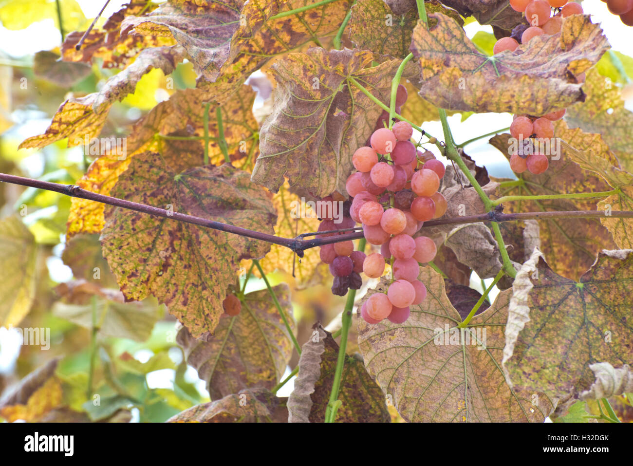 Grape vine with grapes Stock Photo - Alamy