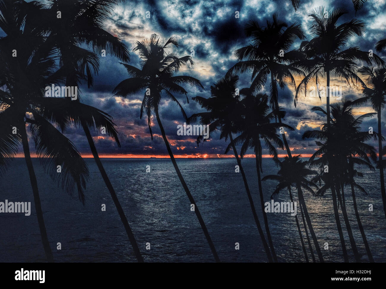 Palm tree silhouettes at sunset Stock Photo - Alamy