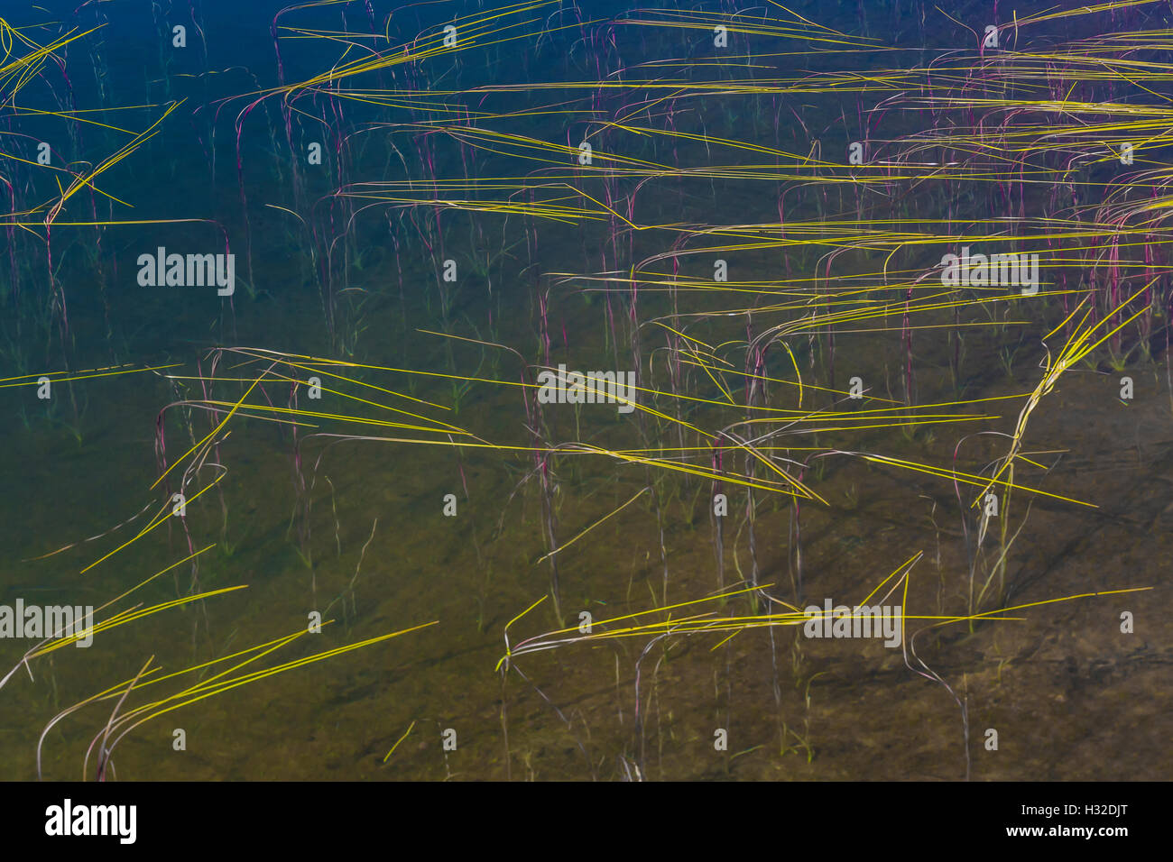 American Bur Reed, Sparganium angustifolium, in a small lake ...