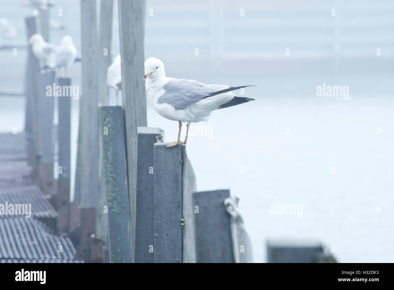 Crowded boat ramp hi-res stock photography and images - Alamy