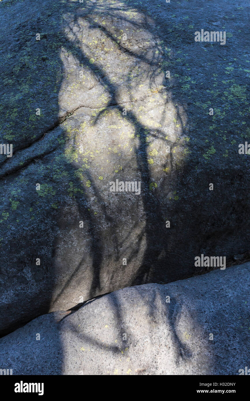 Late afternoon tree shadows crossing a huge granite boulder in Yosemite ...