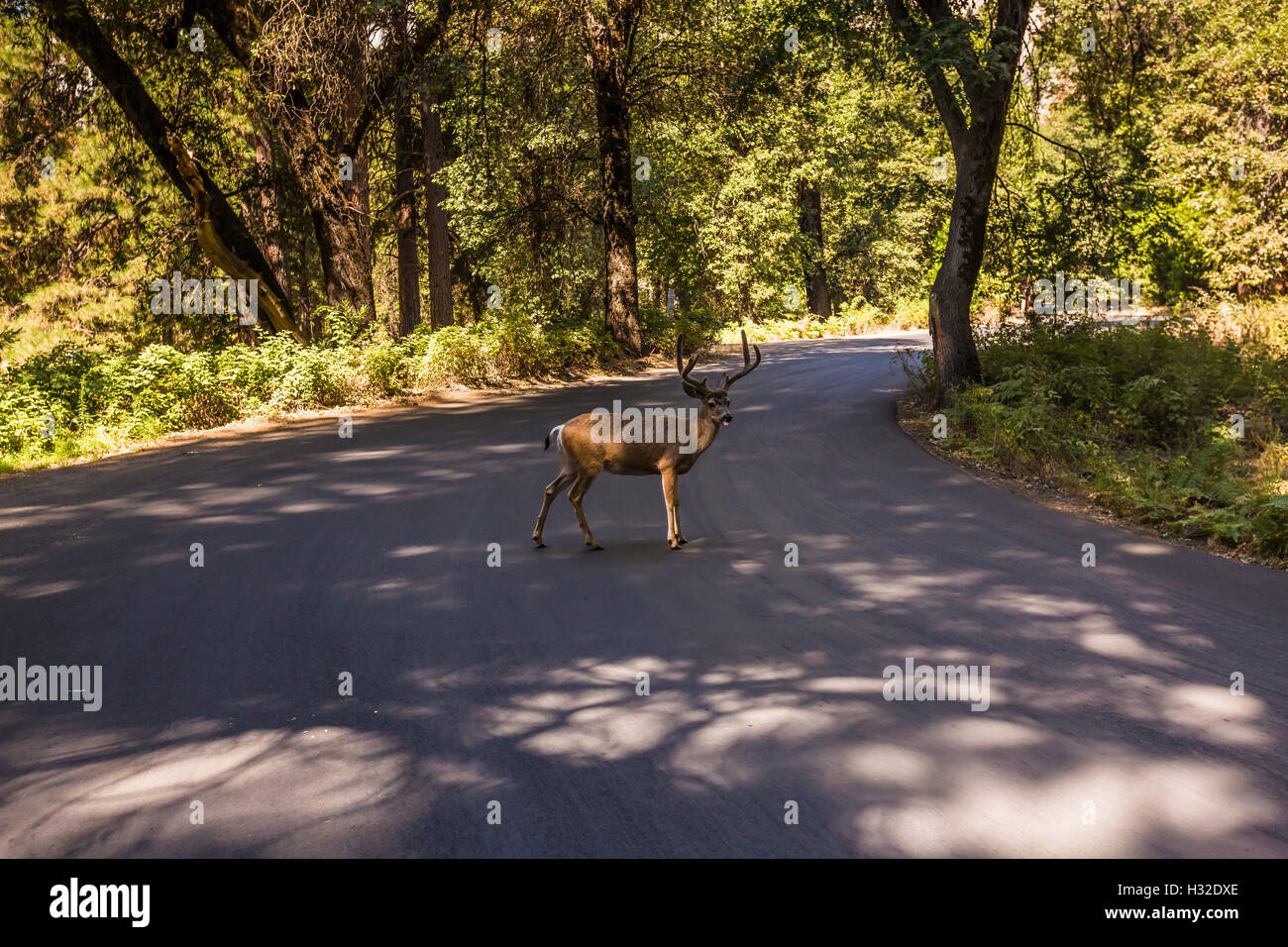 Mule Deer, Odocoileus hemionus, buck at road in Yosemite Village ...