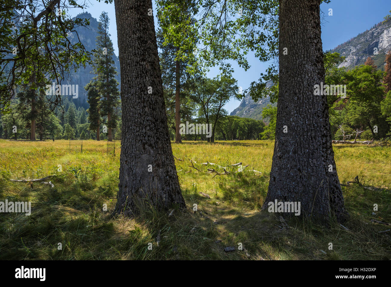 Oak trees in Yosemite Valley with the iconic granite cliffs in the ...