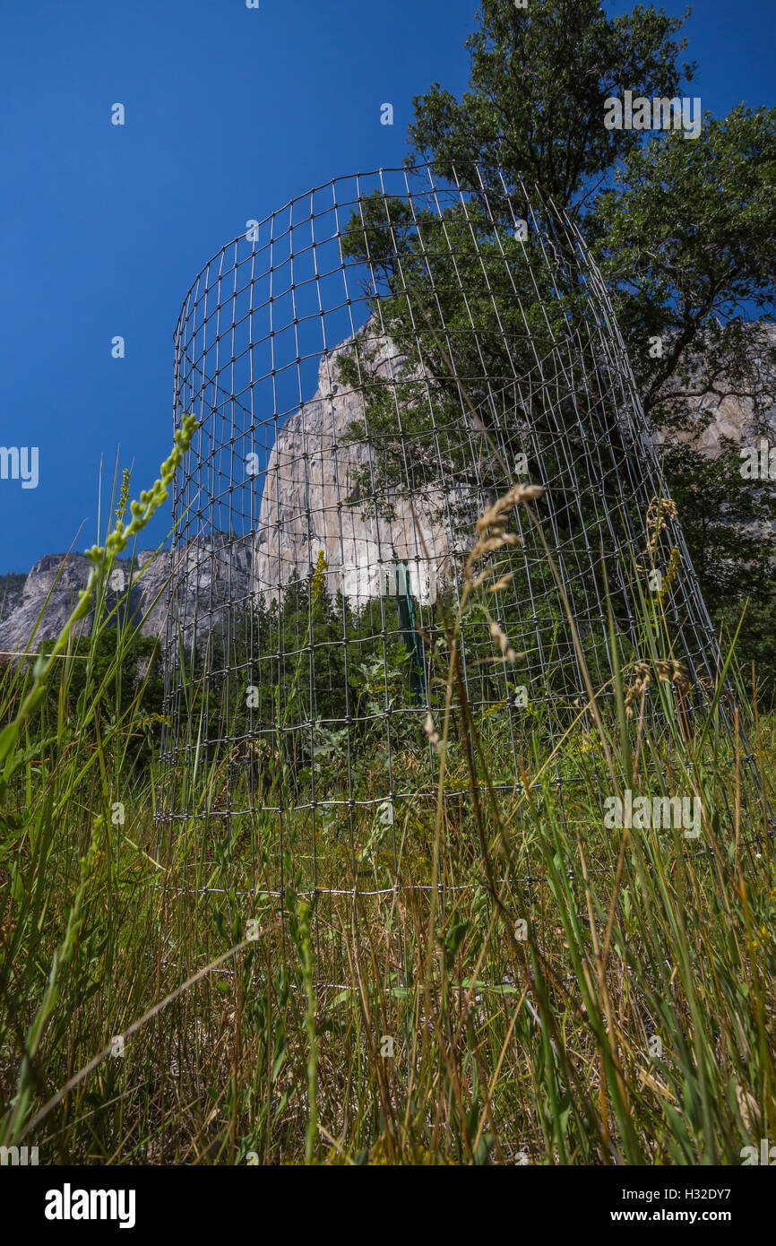 Young oak tree planted in a meadow below El Capitan, protected from ...