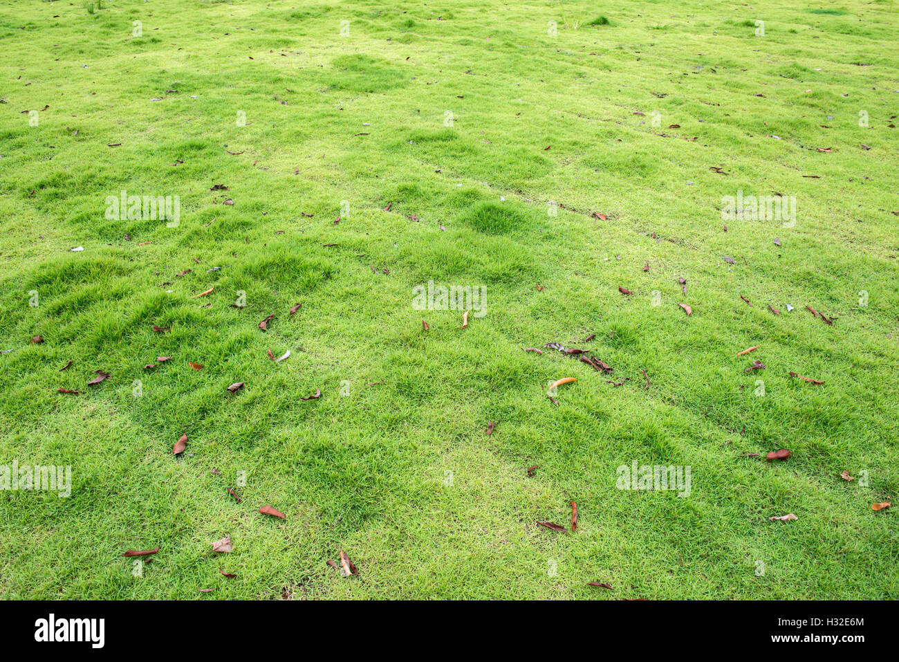Dry autumn grass foliage hi-res stock photography and images - Alamy