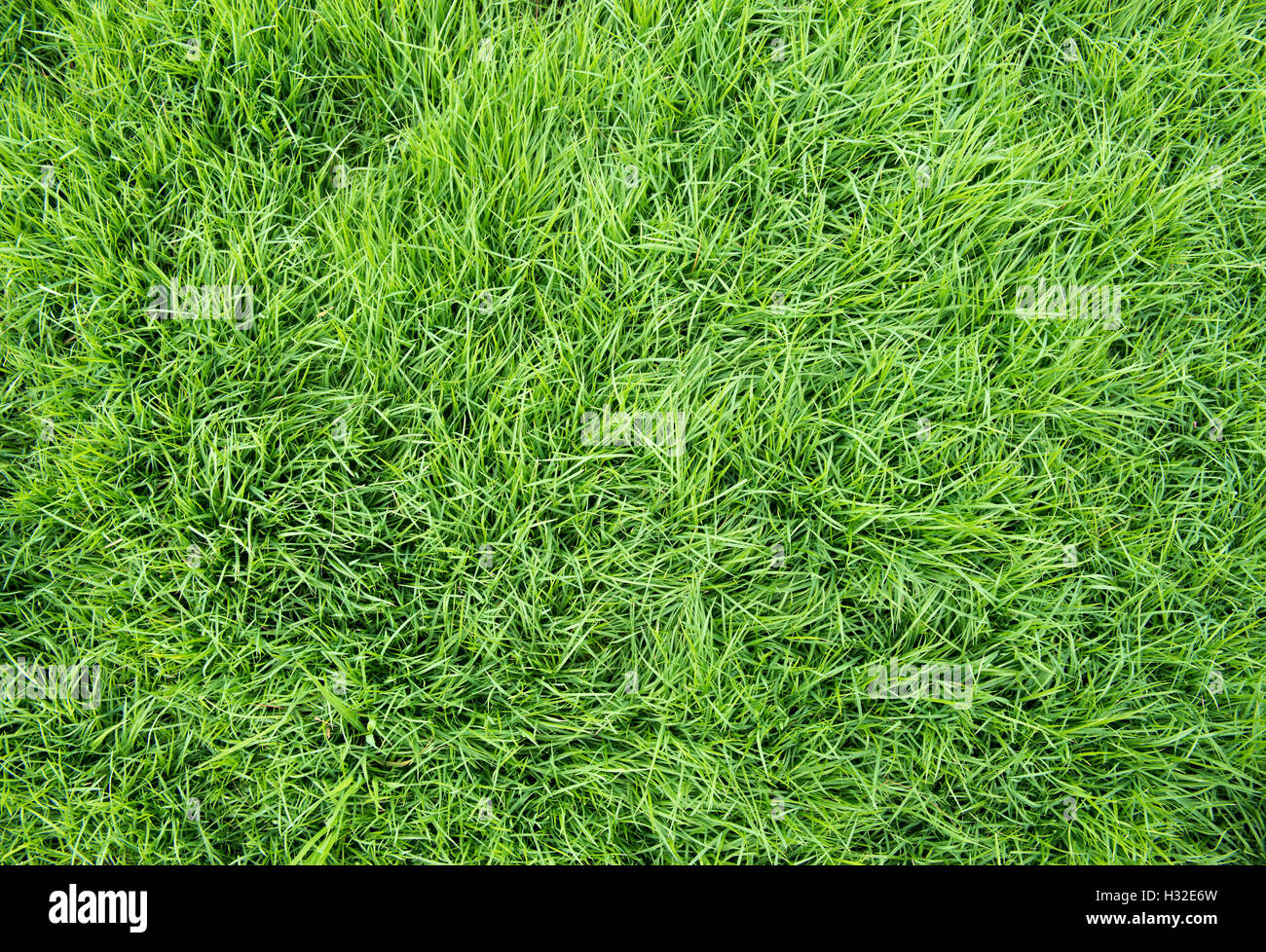 Beautiful field green grass hi-res stock photography and images - Alamy