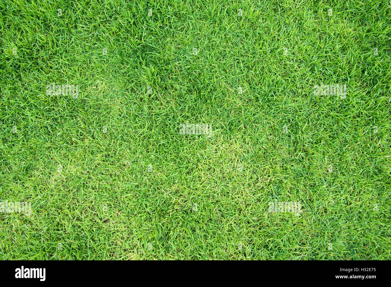 green grass field Stock Photo - Alamy
