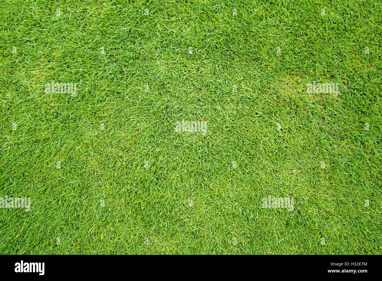 green grass field Stock Photo - Alamy