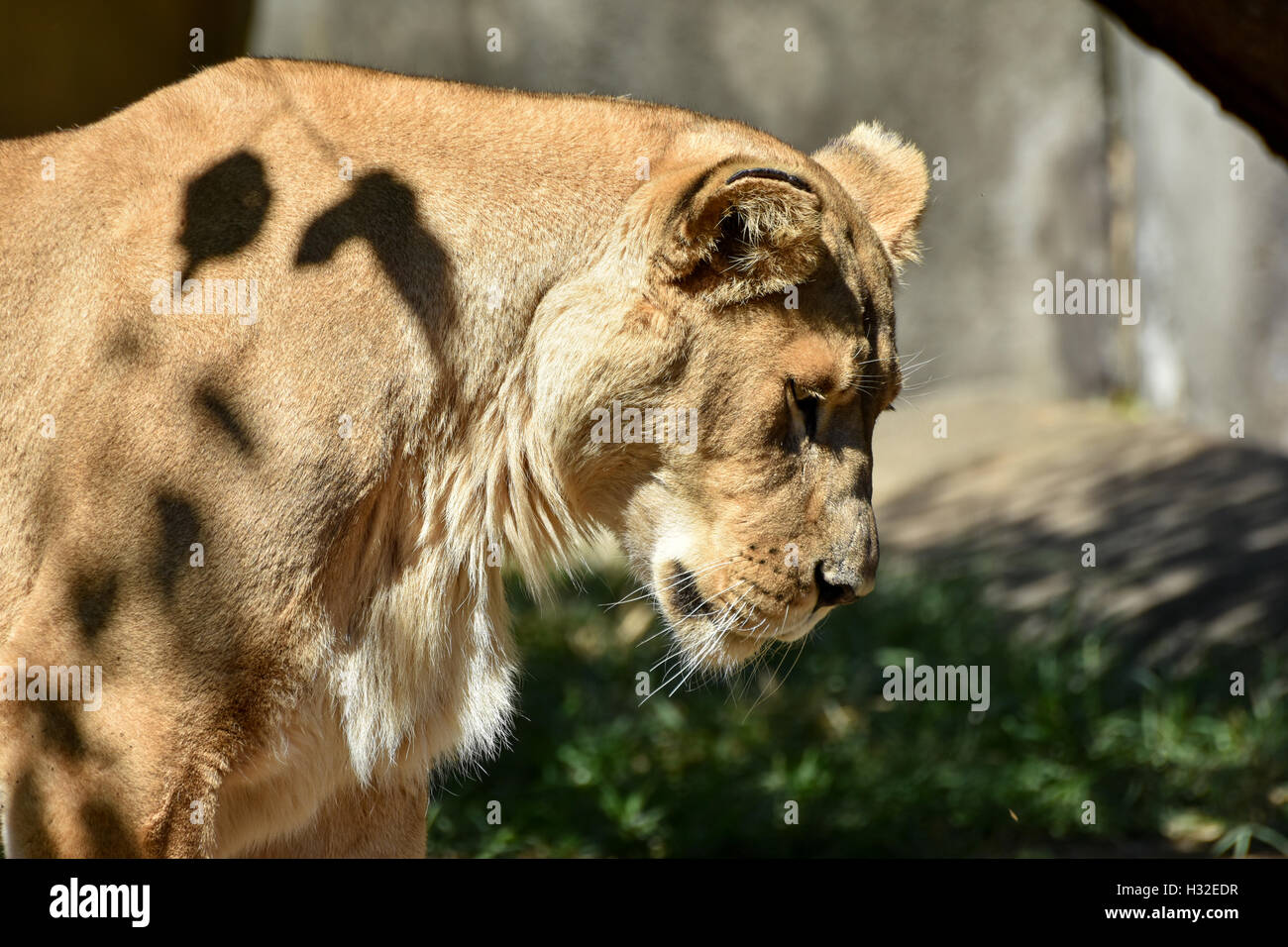 Lion laying in the sun Stock Photo - Alamy