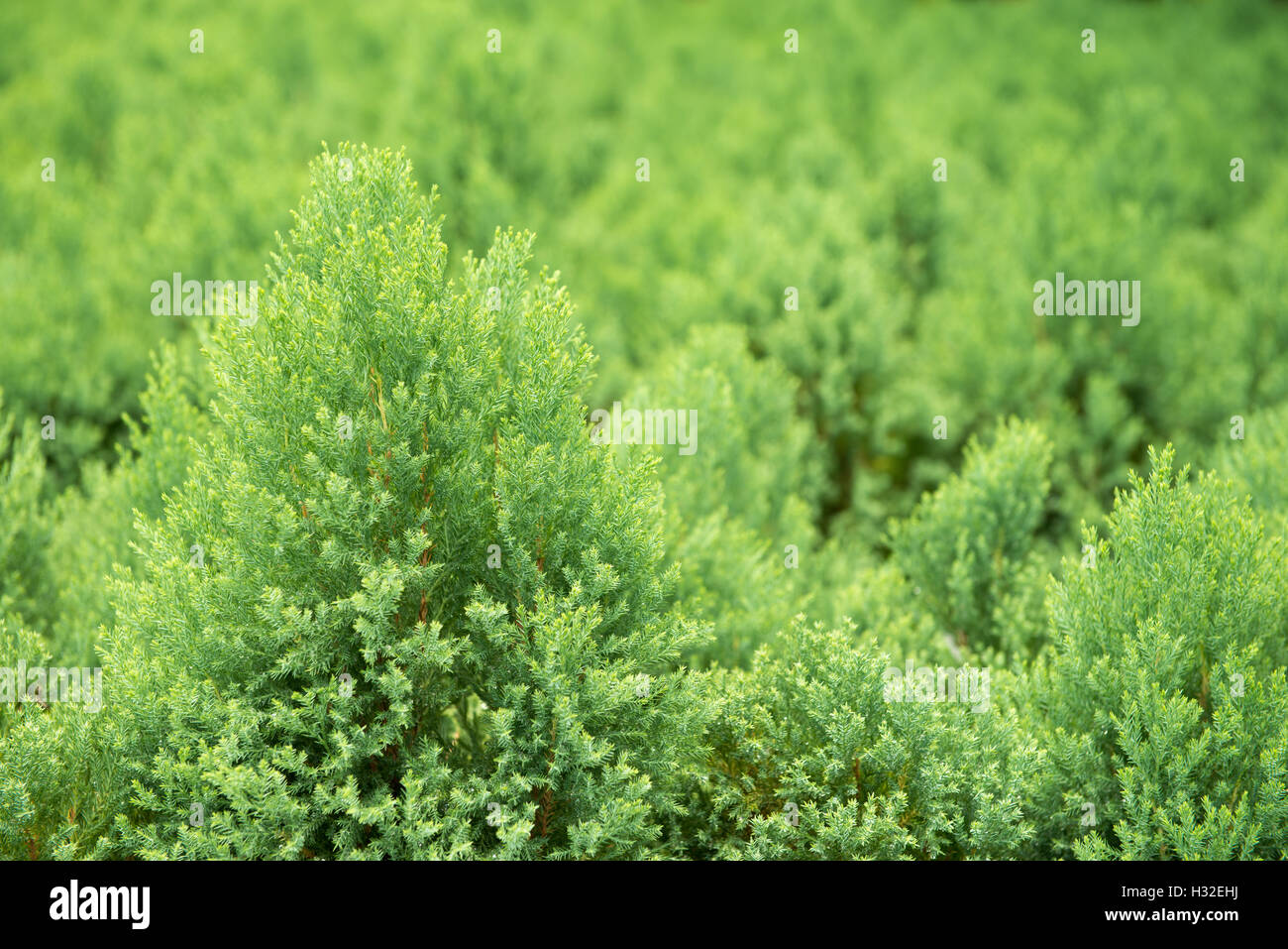 pine bush in the garden Stock Photo - Alamy