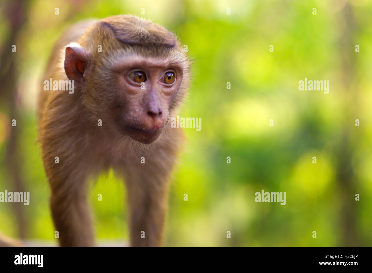 A close-up, young macaca monkey walking on ground with green background ...