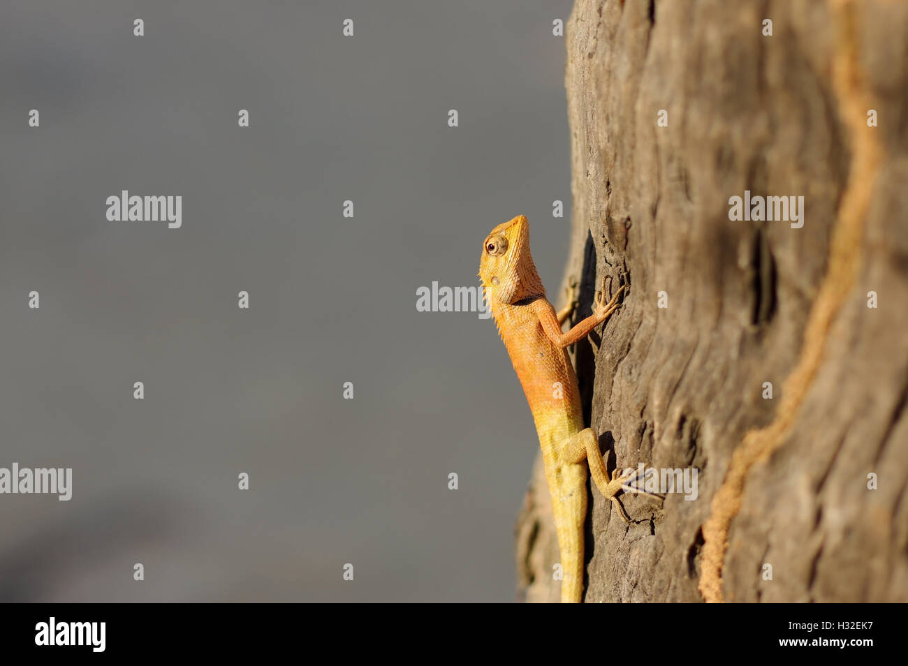 a bight yellow asia garden lizard Calotes versicolour Crested Tree ...