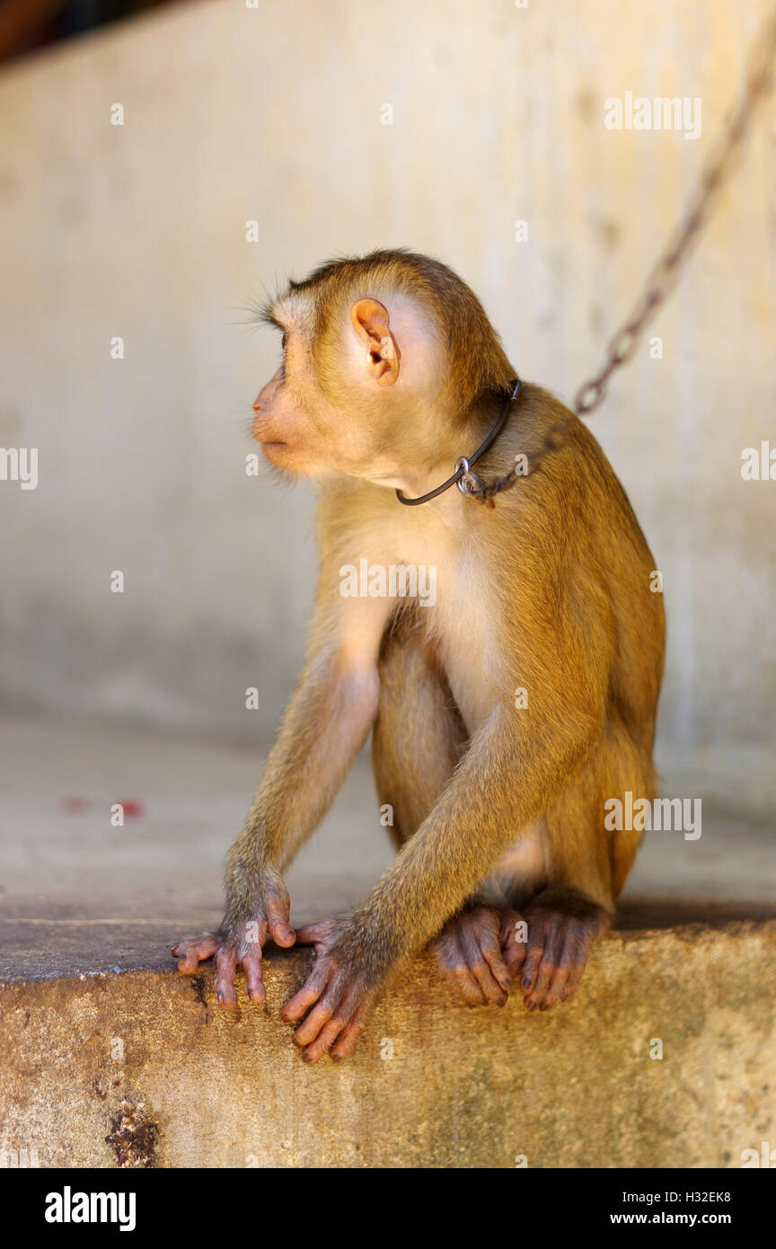 a young brown macaca monkey in Chains. Thailand Stock Photo - Alamy