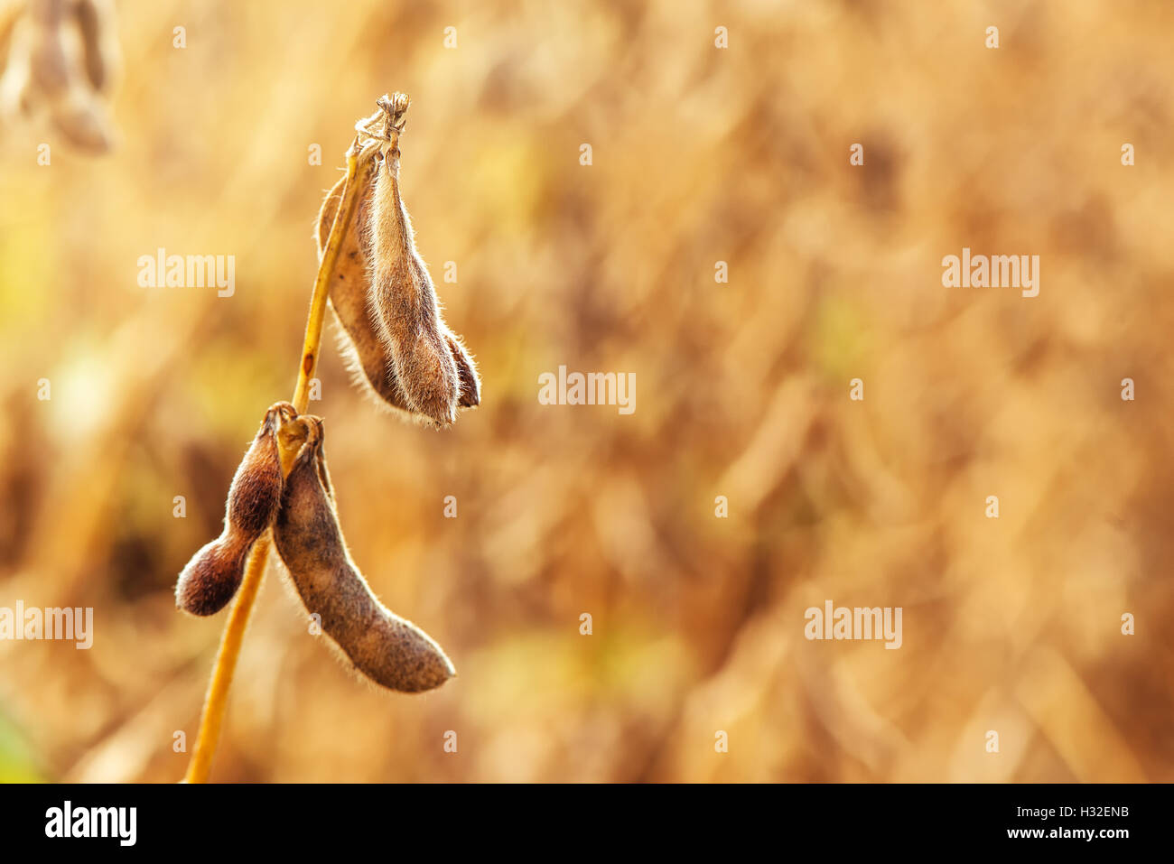 Ripe soybean pods close up, cultivated organic agricultural crop Stock ...