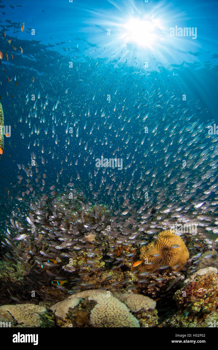 School of Glassfish/Yellow Sweepers, Sun Ball and coral ...