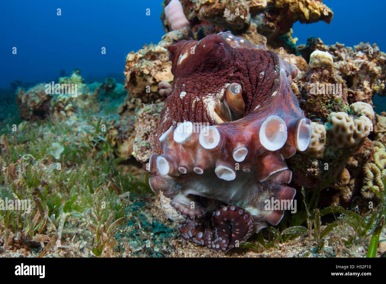 Common Reef Octopus Exhibiting Territorial Behavior (Octopus Cyanea ...