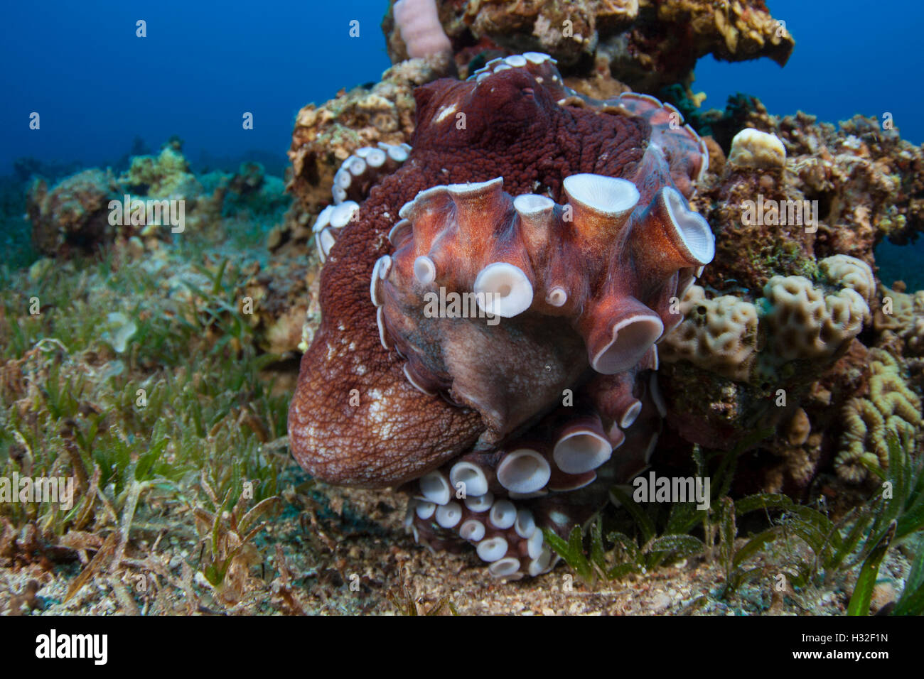 Common Reef Octopus Exhibiting Territorial Behavior (Octopus Cyanea ...