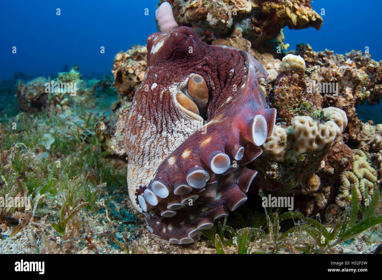 Common Reef Octopus Exhibiting Territorial Behavior (Octopus Cyanea ...