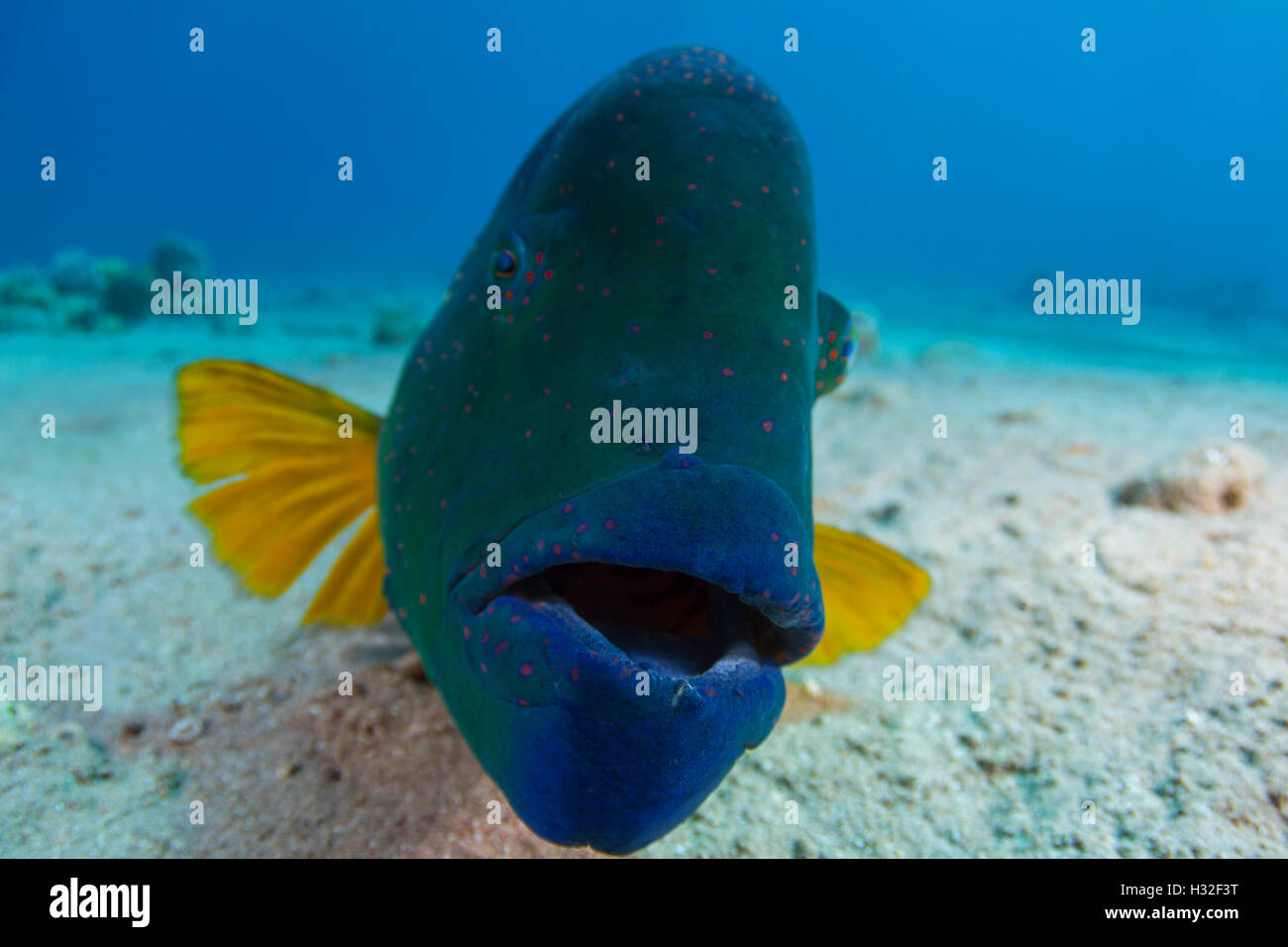 Male Broomtail Wrasse Cheilinus Lunulatus Stock Photo - Alamy