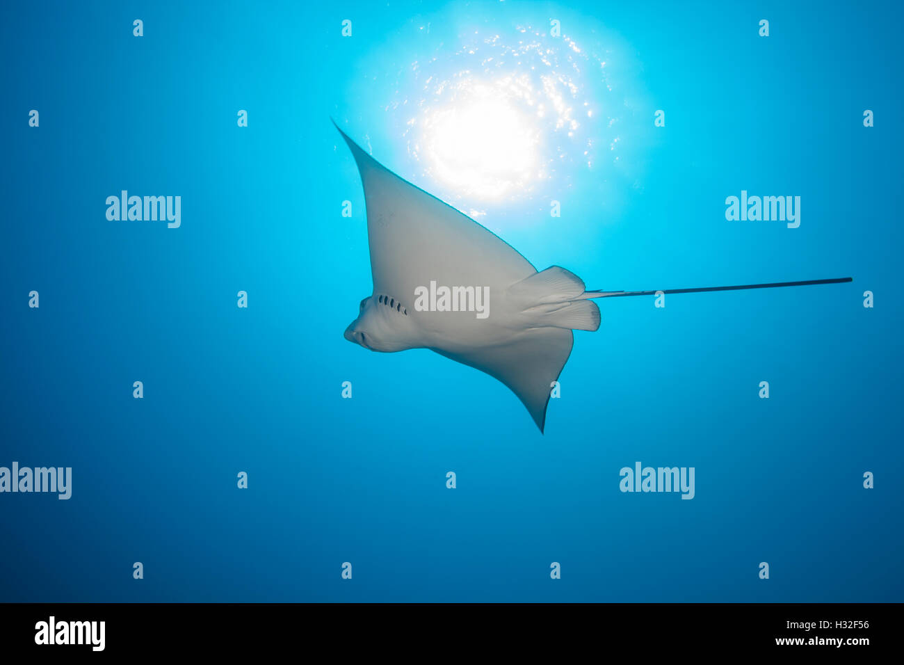 White Spotted Eagle Ray High Resolution Stock Photography and Images ...