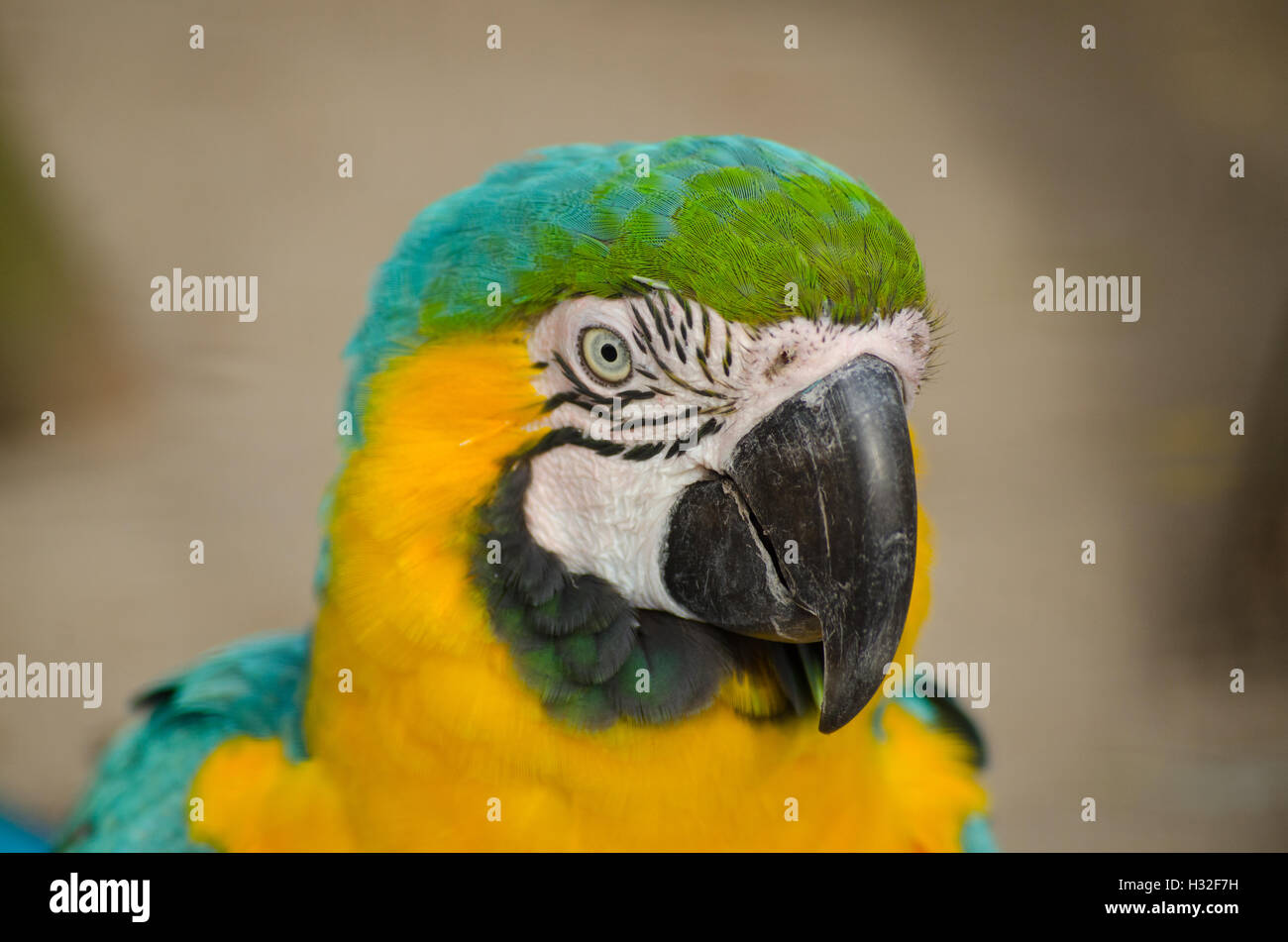 Blue and yellow macaw flying hi-res stock photography and images - Alamy