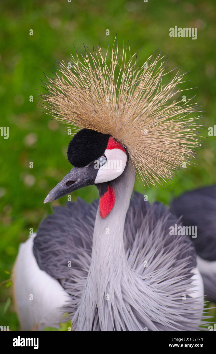 Gray crowned crane Stock Photo - Alamy