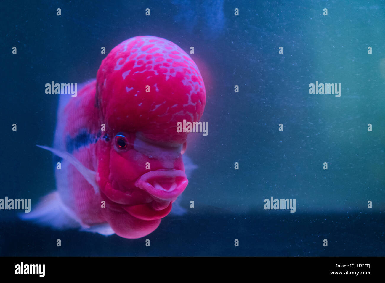 Flower Horn Cliched fish in the aquarium. Cichlid red head Stock Photo ...