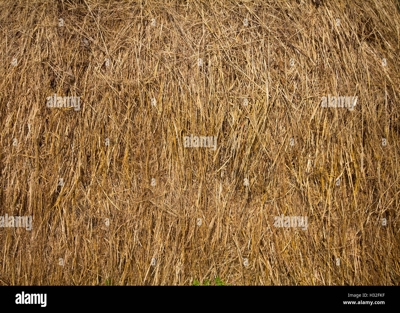 Dry hay closeup image as natural background Stock Photo - Alamy