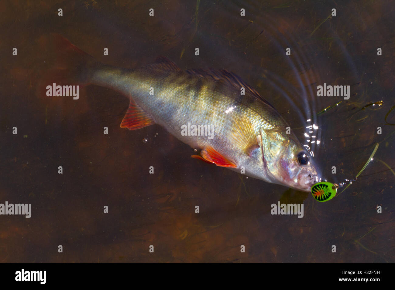 the perch is caught on a spinner close up Stock Photo - Alamy
