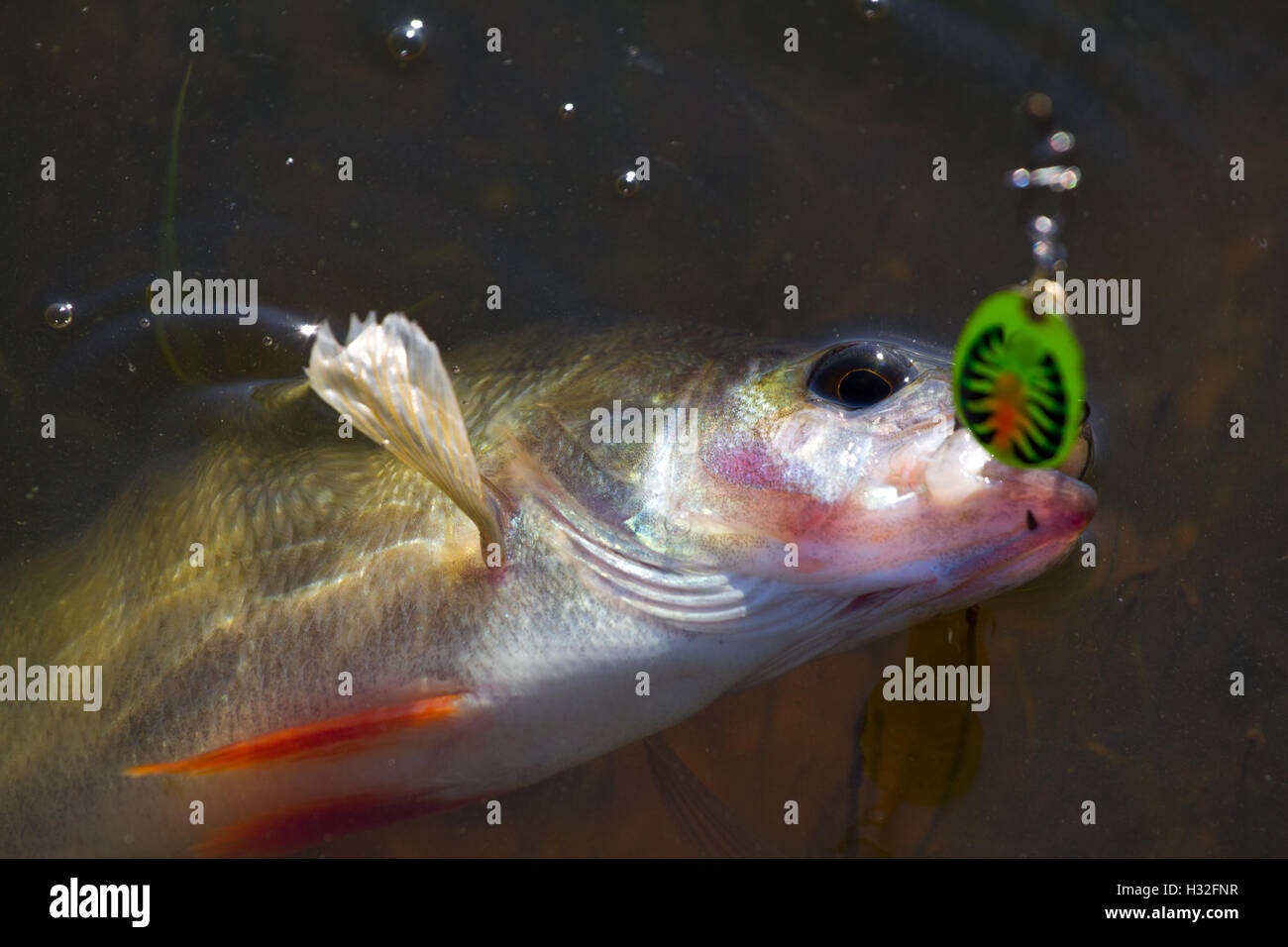 the perch is caught on a spinner close up Stock Photo - Alamy
