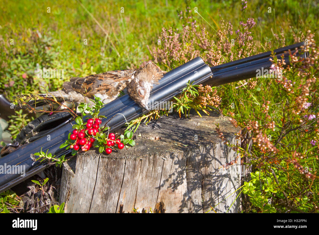 Red grouses hi-res stock photography and images - Alamy