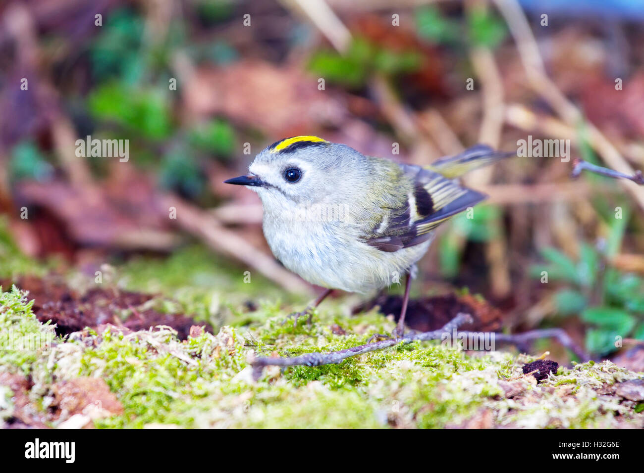 Gold crest in habitat hi-res stock photography and images - Alamy