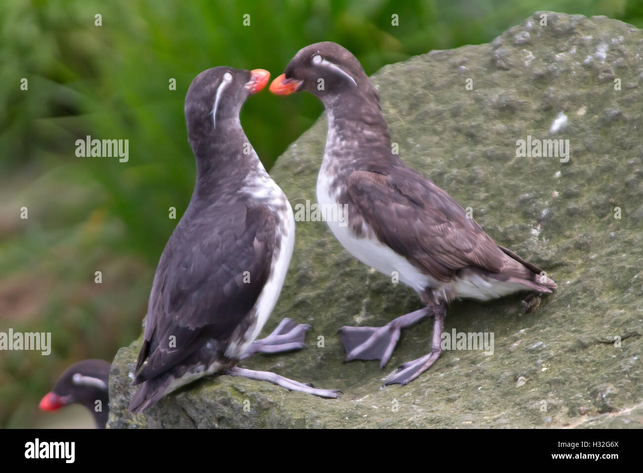 process of cutting of fresh sea fish Stock Photo - Alamy