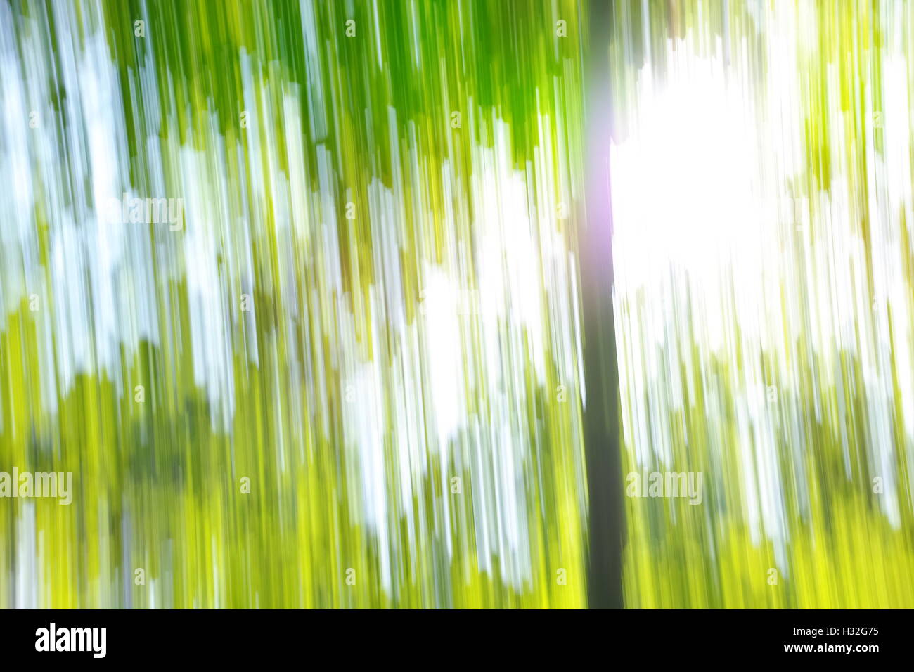 Speed trees abstraction Stock Photo - Alamy